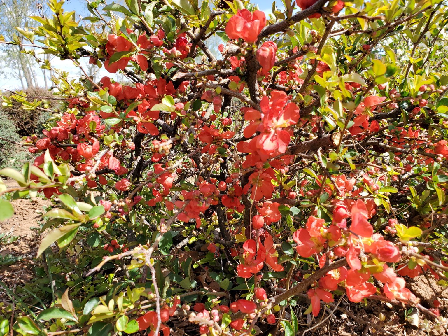 CHAENOMELES SPECIOSA "Texas Scarlet" (Red Flowering Quince) - Colorado ...