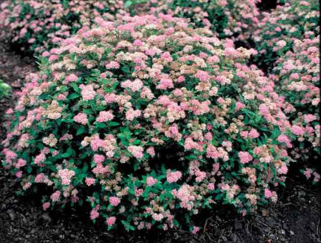 Spiraea Little Princess Coloradohardyplants