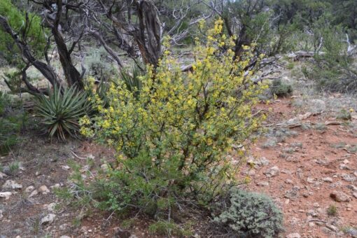 RIBES AUREUM (Golden Currant) - Colorado Hardy Plants