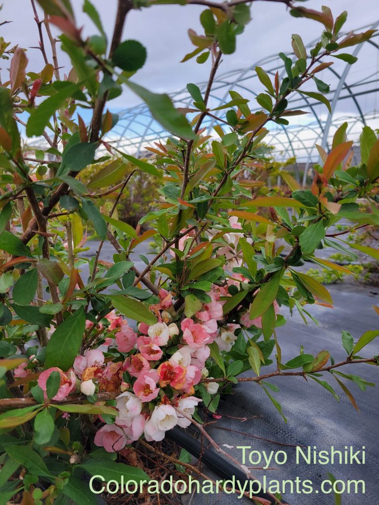 Prunus Virginiana (Chokecherry) - Colorado Hardy Plants