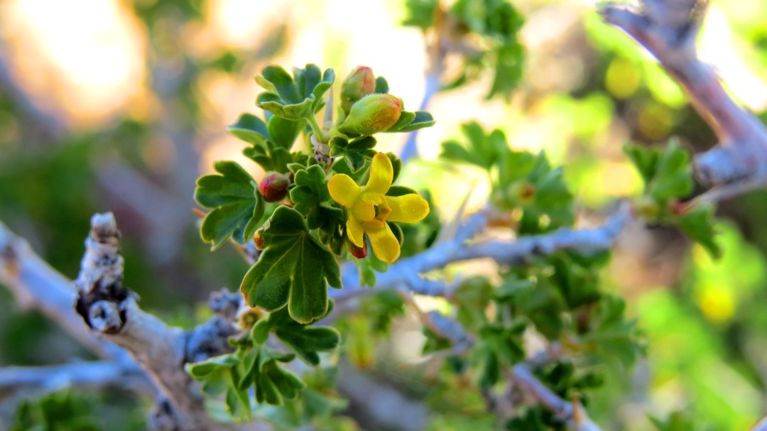 RIBES AUREUM (Golden Currant) - Colorado Hardy Plants