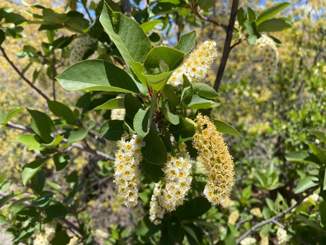 Prunus Virginiana (Chokecherry) - Colorado Hardy Plants