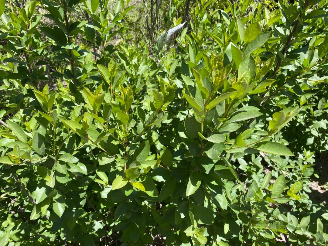 Prunus Virginiana (Chokecherry) - Colorado Hardy Plants