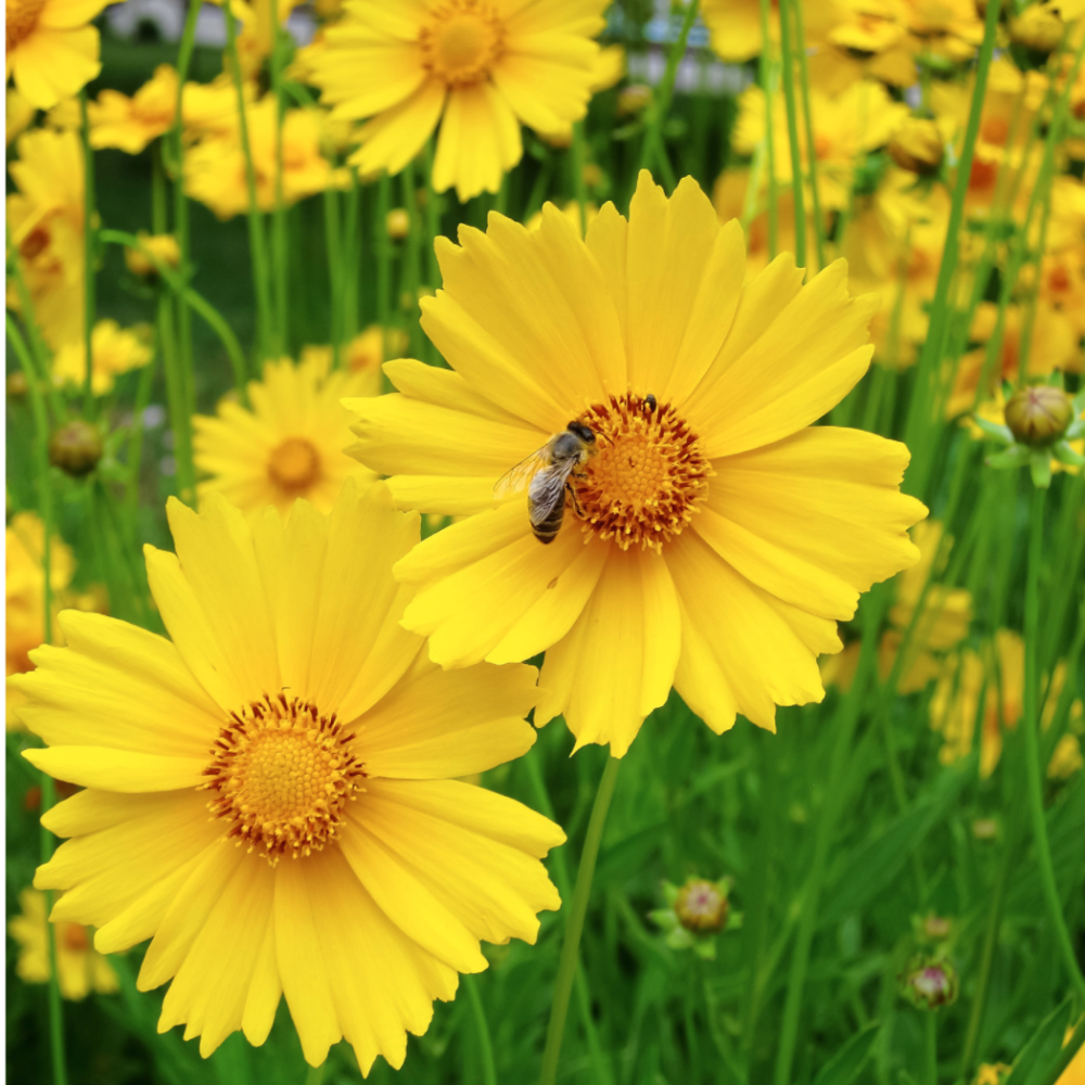 Colorado Native Plants - ColoradoHardyPlants.com
