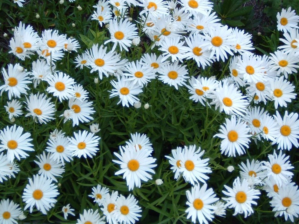 Chrysanthemum Maximum (Shasta Daisy) - Colorado Hardy Plants