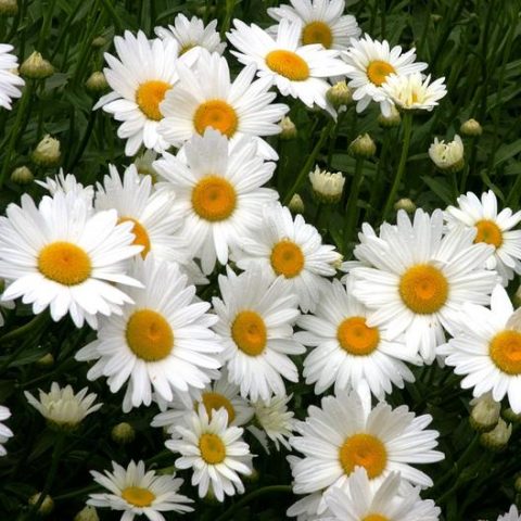 Chrysanthemum Maximum (Shasta Daisy) - Colorado Hardy Plants