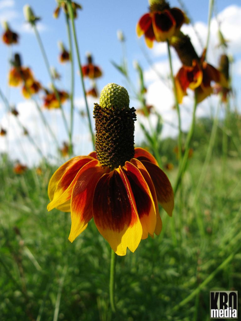 Ratibida Columnifera Pulcherrima (Mexican Hat, Prairie Coneflower ...