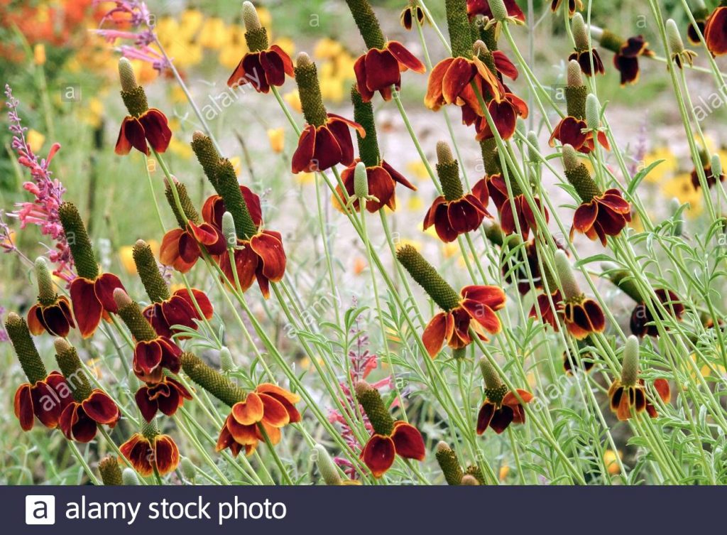 Ratibida Columnifera Pulcherrima (Mexican Hat, Prairie Coneflower ...