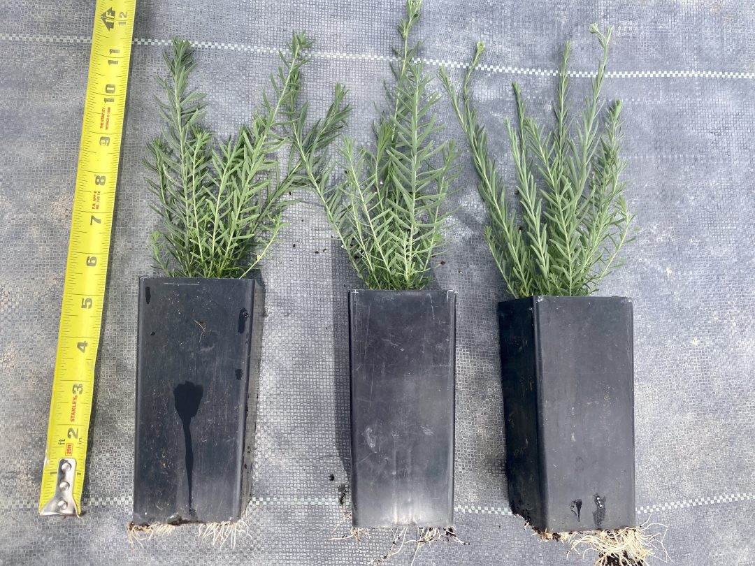 LINUM LEWISII (Blue Flax, Prairie Flax, Lewis Flax) % Colorado Hardy Plants