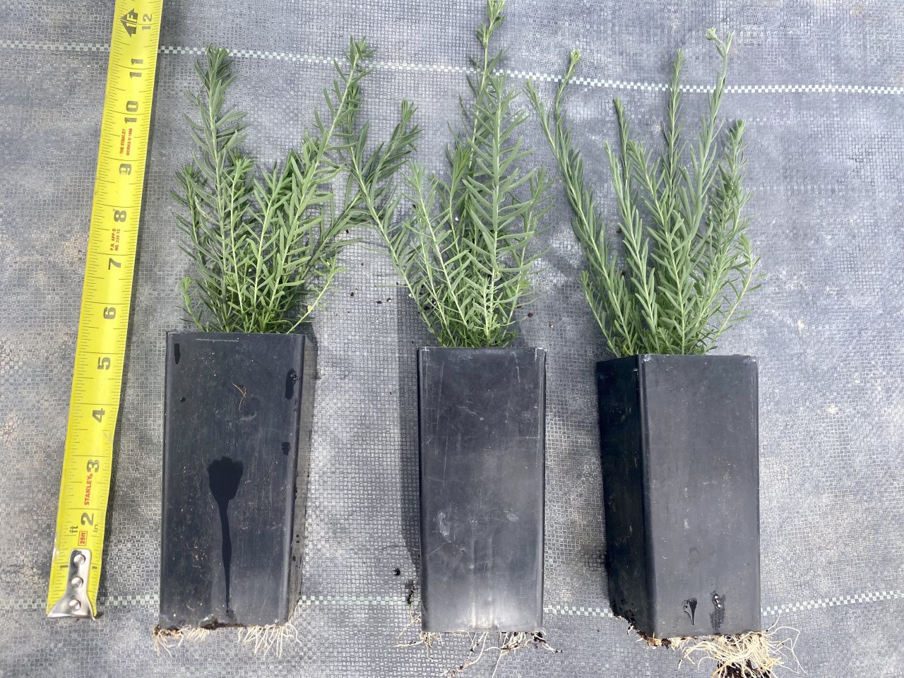 LINUM LEWISII (Blue Flax, Prairie Flax, Lewis Flax) % Colorado Hardy Plants