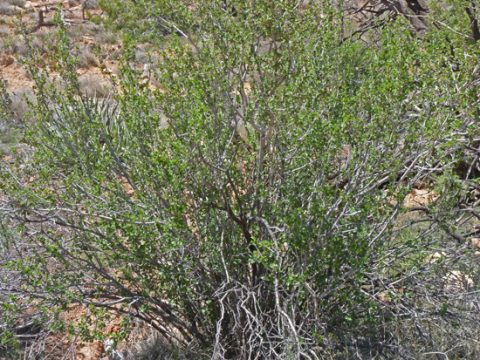 Cercocarpus Montanus (Alderleaf Mountain Mahogany) - Colorado Hardy Plants