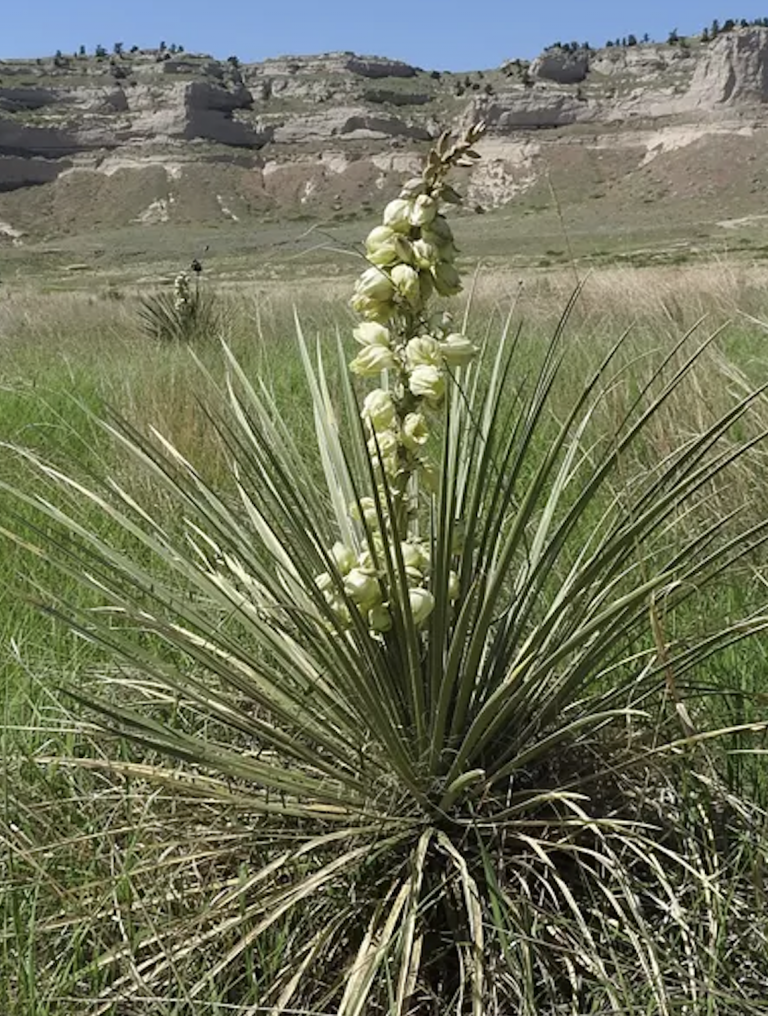 Yucca Glauca (Soapweed Yucca, Narrowleaf Yucca, Spanish Bayonet, or ...