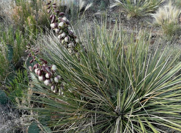 Yucca Glauca (Soapweed Yucca, Narrowleaf Yucca, Spanish Bayonet, or ...
