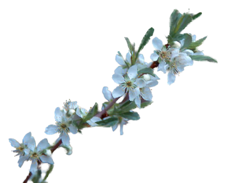 Prunus Besseyi (Western Sand Cherry) - Colorado Hardy Plants