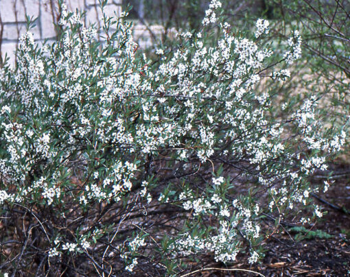 Prunus Besseyi (Western Sand Cherry) - Colorado Hardy Plants