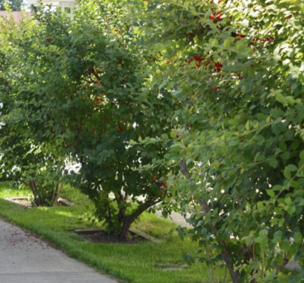 Prunus Tomentosa (Nanking Cherry, Mtn Cherry) - Colorado Hardy Plants