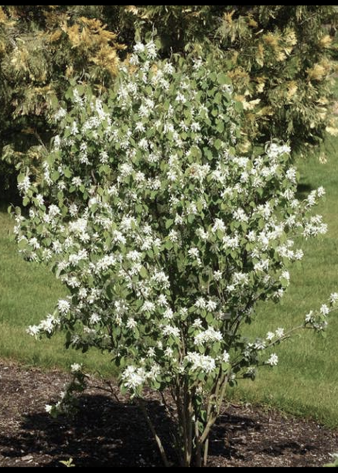 Amelanchier alnifolia (Juneberry, Saskatoon Serviceberry, Western ...