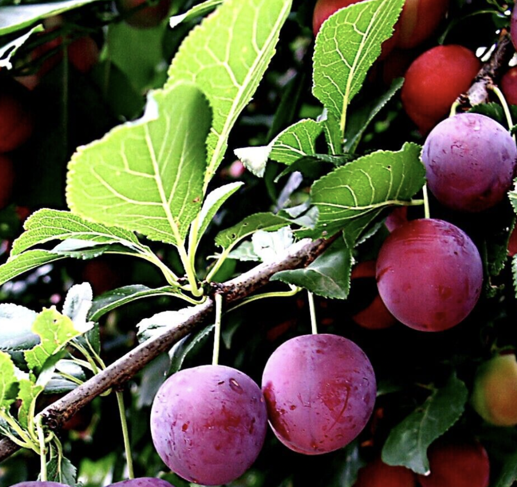 Prunus Americana (American Plum, Wild Plum) - Colorado Hardy Plants