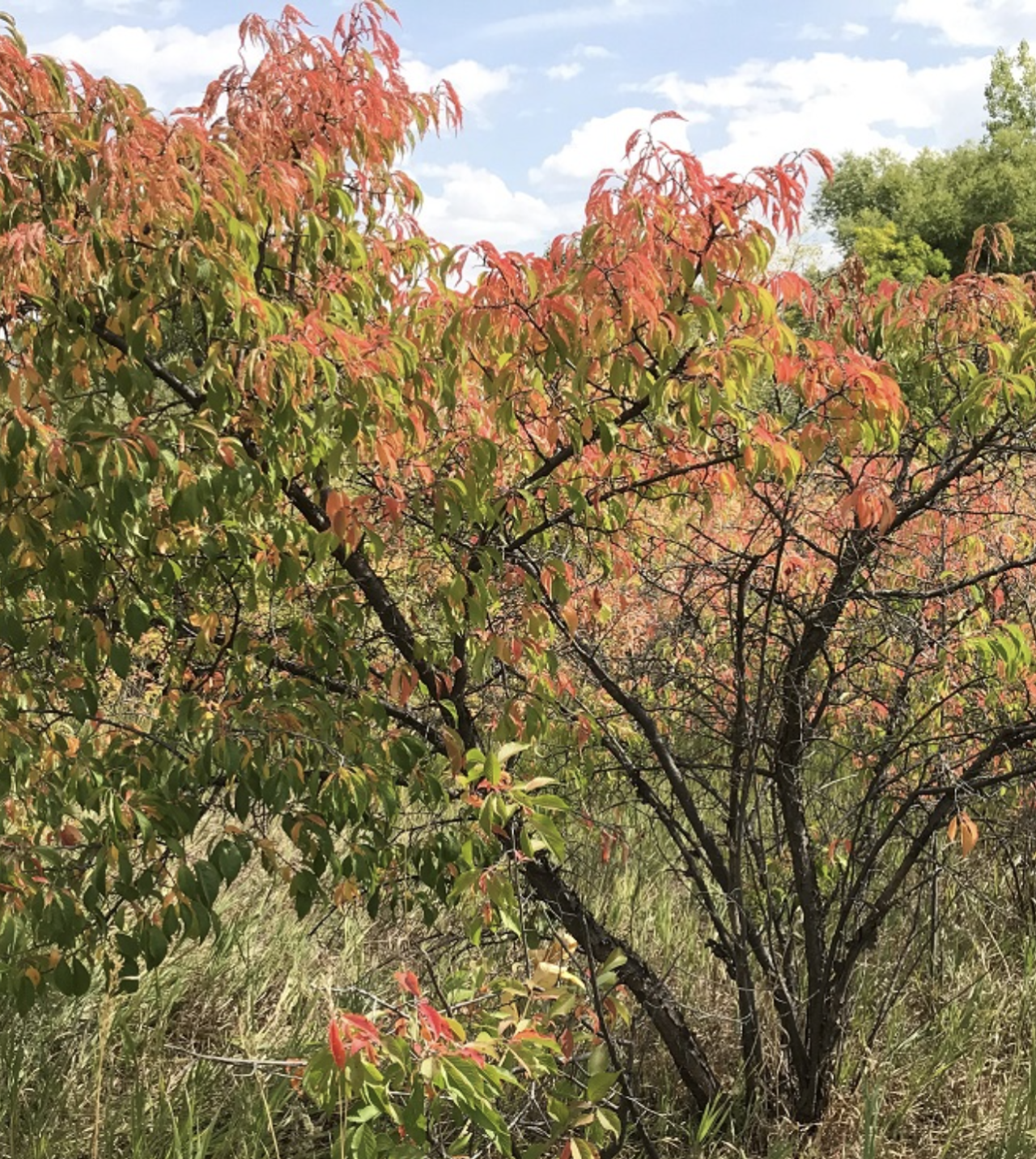 Prunus Americana (American Plum, Wild Plum) - Colorado Hardy Plants