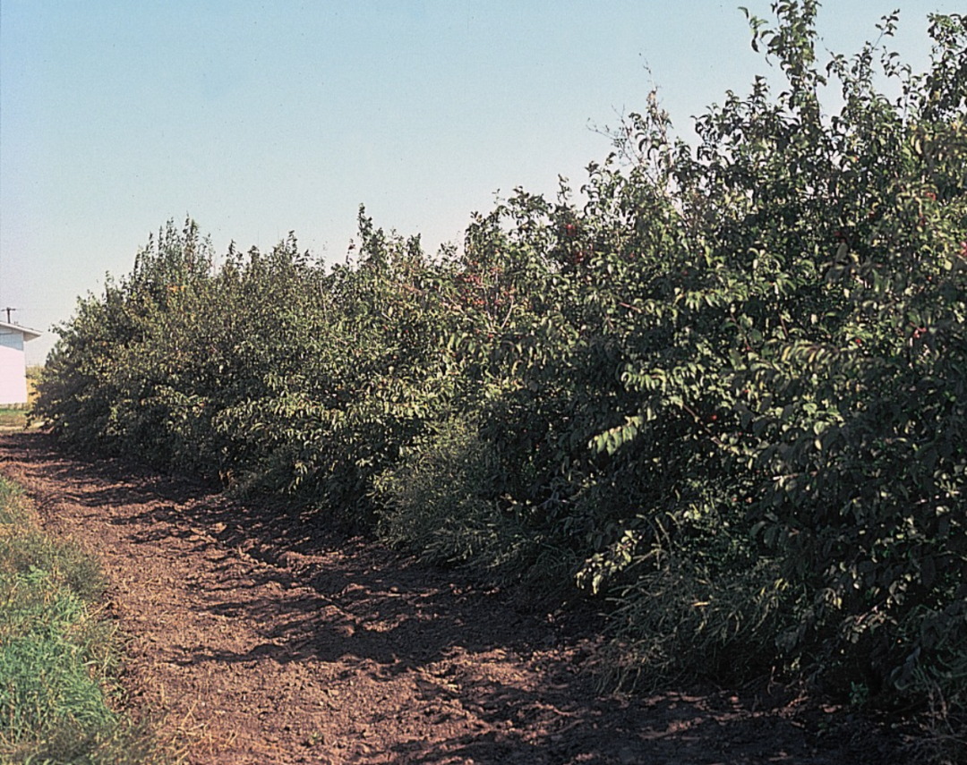 Prunus Americana (American Plum, Wild Plum) - Colorado Hardy Plants