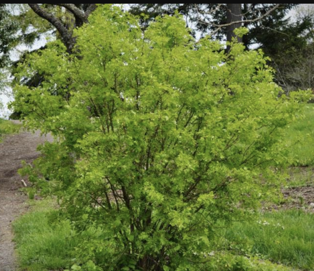 Caragana Arborescens (Siberian Pea Shrub) - Colorado Hardy Plants